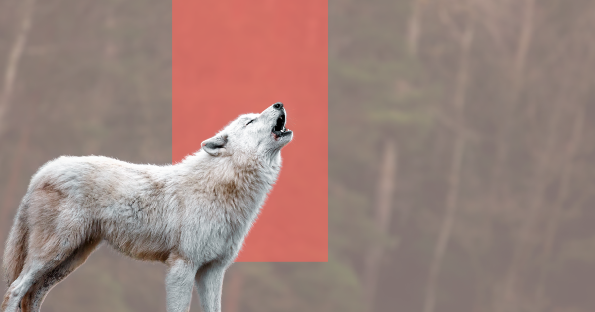 Ulven kommer! | Bibliotekerne